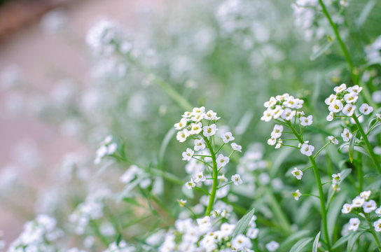 Blindweed Images – Browse 56 Stock Photos, Vectors, and Video | Adobe Stock