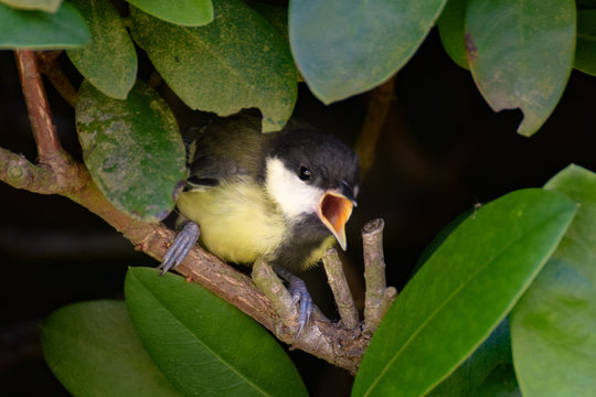 Titbird Images – Browse 43 Stock Photos, Vectors, and Video | Adobe Stock