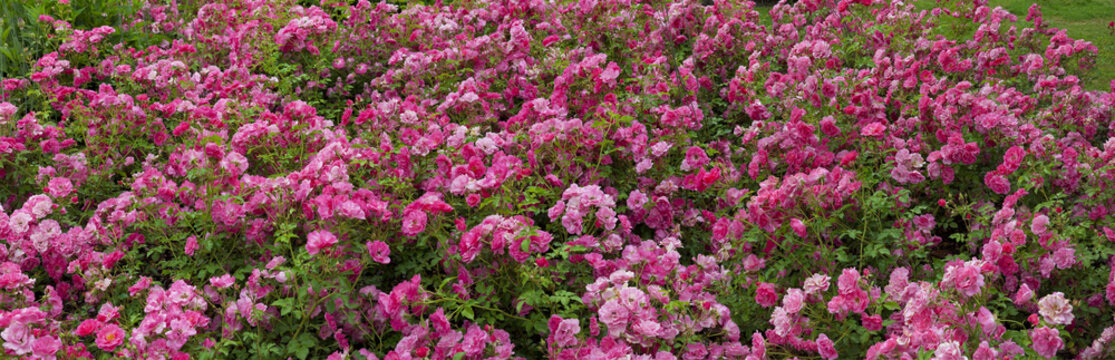 「Rosenbeet」の写真素材 | 527件の無料イラスト画像 | Adobe Stock