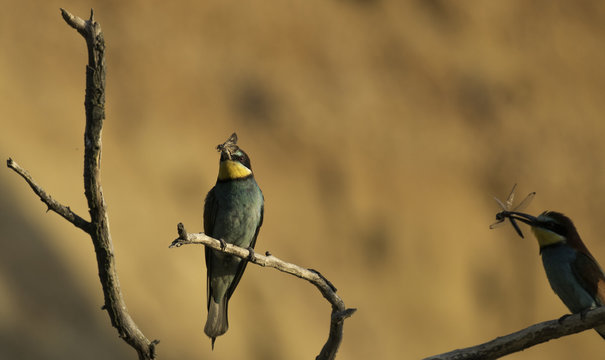 Scheusal bilder – Bläddra bland 339 stockfoton, vektorer och videor ...