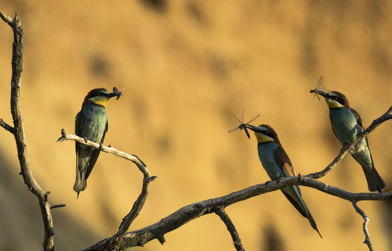 Scheusal bilder – Bläddra bland 339 stockfoton, vektorer och videor ...