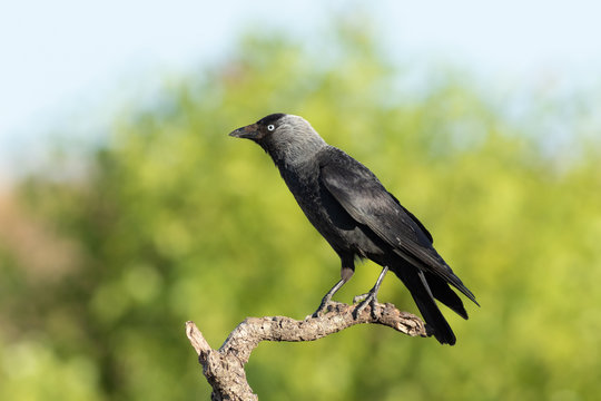 Imágenes de Grajo: descubre bancos de fotos, ilustraciones, vectores y ...