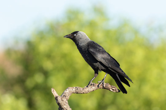 Imágenes de Grajo: descubre bancos de fotos, ilustraciones, vectores y ...