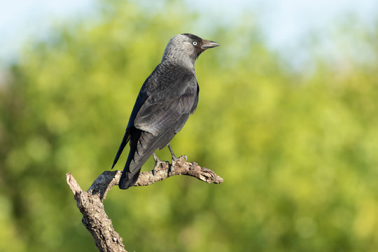 Grajo Images – Browse 49 Stock Photos, Vectors, and Video | Adobe Stock