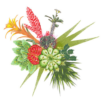 Imágenes de Bromelia: descubre bancos de fotos, ilustraciones, vectores ...