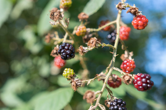 「Himbeer-Strauch」の写真素材 | 289件の無料イラスト画像 | Adobe Stock