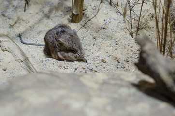 Fotos, lizenzfreie Bilder, Grafiken, Vektoren und Videos von Springmaus ...