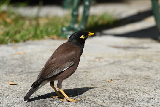「Maina」の写真素材 | 267件の無料イラスト画像 | Adobe Stock