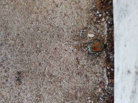 รูปภาพBettle – เลือกดูภาพถ่ายสต็อก เวกเตอร์ และวิดีโอ626 | Adobe Stock