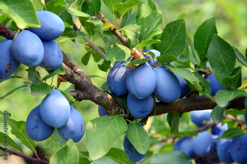 "Zwetschgen" Stockfotos und lizenzfreie Bilder auf Fotolia.com - Bild ...