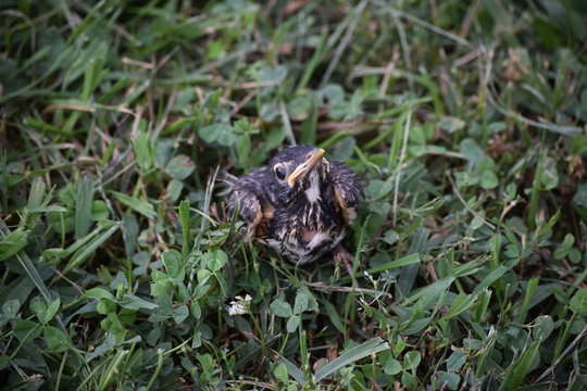 "Baby Robin" Images – Browse 90 Stock Photos, Vectors, and Video ...