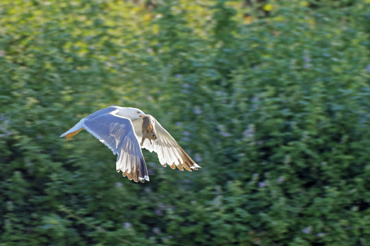 Lapereau bilder – Bläddra bland 274 stockfoton, vektorer och videor ...