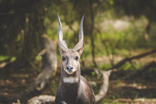 Afbeeldingen over "Bush Buck" – Blader in stockfoto's, vectoren en ...