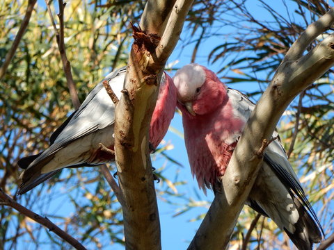 Gallah Images – Browse 48 Stock Photos, Vectors, and Video | Adobe Stock