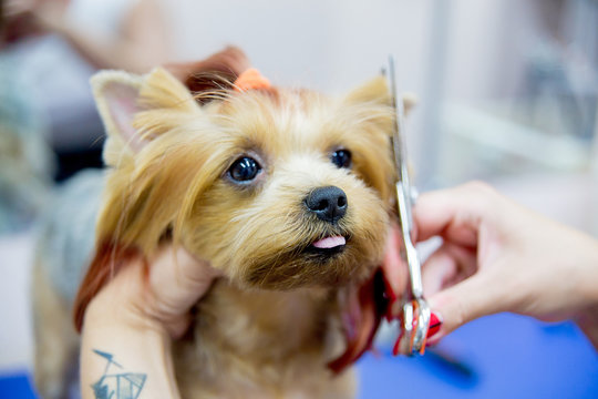 Hundefriseur-Bilder: Stock-Fotos & -Videos. | Adobe Stock