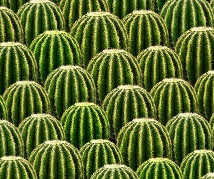 รูปภาพCatus – เลือกดูภาพถ่ายสต็อก เวกเตอร์ และวิดีโอ5,103 | Adobe Stock