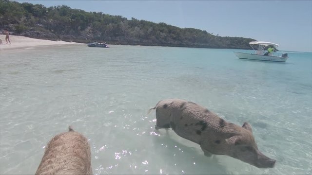 "Hungry Pigs" Images – Browse 33 Stock Photos, Vectors, and Video ...