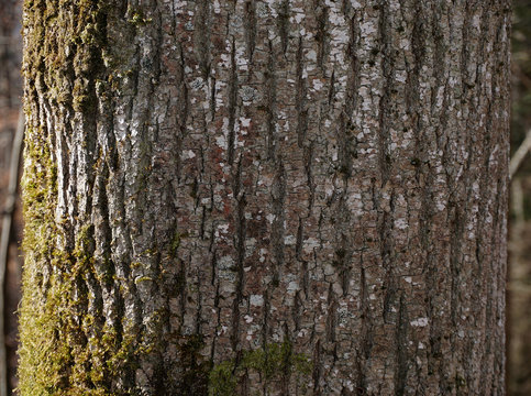 Borke Images – Browse 8,629 Stock Photos, Vectors, and Video | Adobe Stock