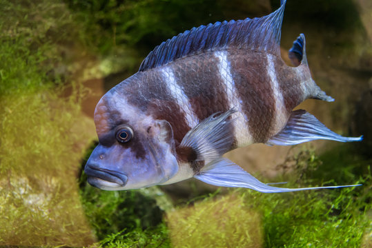 Red Frontosa Cichlid