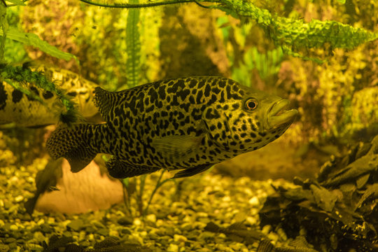 รูปภาพ"Spot Fish" – เลือกดูภาพถ่ายสต็อก เวกเตอร์ และวิดีโอ541 | Adobe Stock