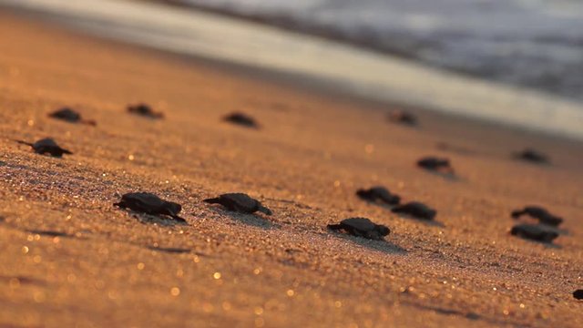 Naciendo Images – Browse 203 Stock Photos, Vectors, and Video | Adobe Stock