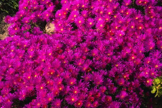 Vening Bilder – Durchsuchen 3,272 Archivfotos, Vektorgrafiken und ...