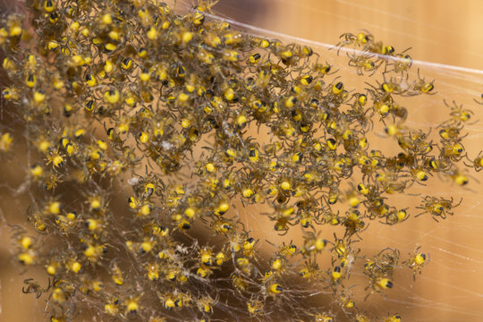 Spiderlings Bilder – Durchsuchen 659 Archivfotos, Vektorgrafiken und ...