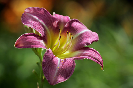 รูปภาพHemerocallis – เลือกดูภาพถ่ายสต็อก เวกเตอร์ และวิดีโอ30,257 ...