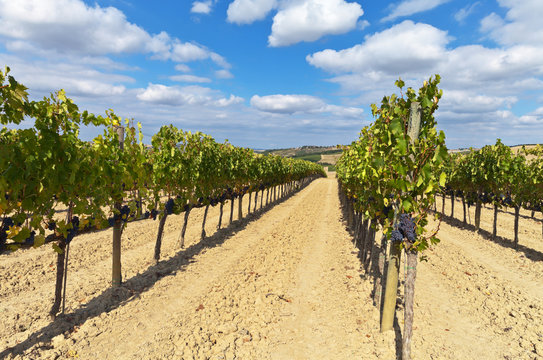 Fructify Bilder – Durchsuchen 586 Archivfotos, Vektorgrafiken und Videos | Adobe Stock