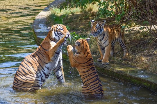 40 BEST Belang IMAGES, STOCK PHOTOS & VECTORS | Adobe Stock