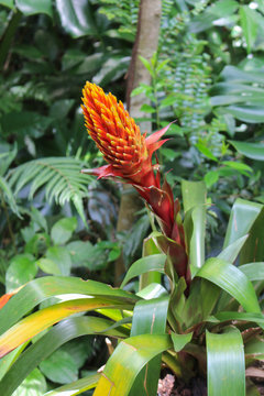 "Flaming Torch" Images – Browse 3,312 Stock Photos, Vectors, and Video ...