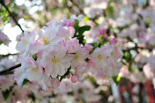 Rumin Gong photos, images, assets | Adobe Stock