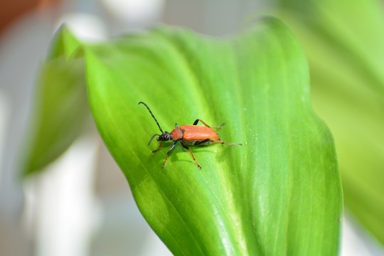 Scheusal bilder – Bläddra bland 339 stockfoton, vektorer och videor ...