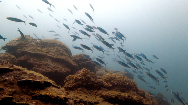 Obrazy (Cardumen) — zdjęcia, wektory i wideo bez tantiem (102) | Adobe ...