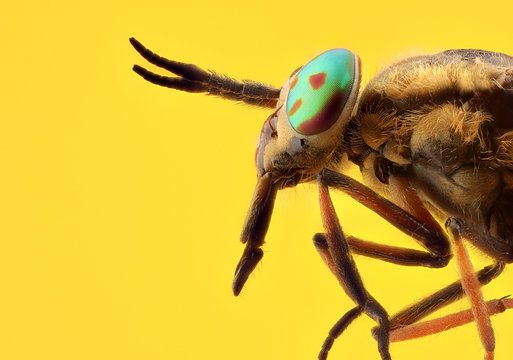 "Chrysops Relictus" Images – Browse 61 Stock Photos, Vectors, and Video ...