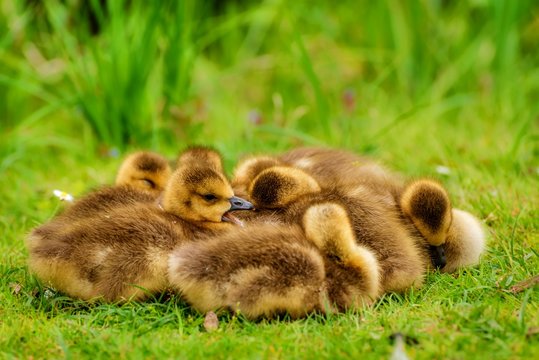 Fluggans bilder – Bläddra bland 28 stockfoton, vektorer och videor ...