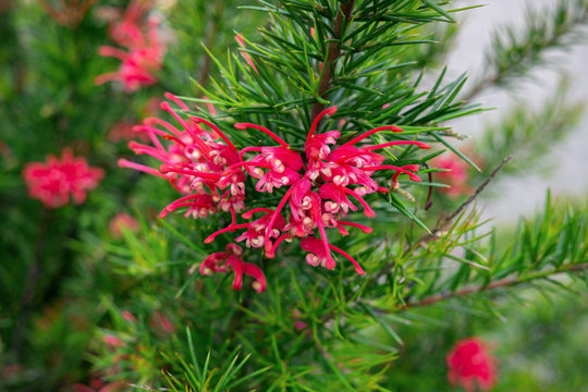 Grevilia Images – Browse 12 Stock Photos, Vectors, and Video | Adobe Stock