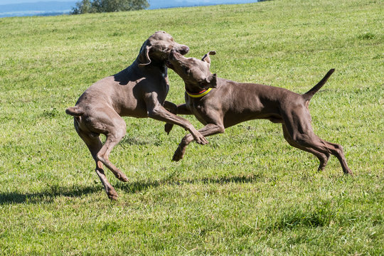 Kommentkampf Images – Browse 8 Stock Photos, Vectors, and Video | Adobe ...