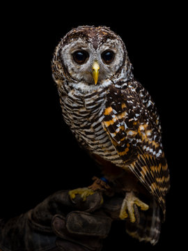275,056 BEST Owl IMAGES, STOCK PHOTOS & VECTORS | Adobe Stock