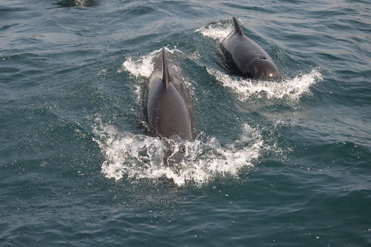 「Zahnwale」の写真素材 | 196件の無料イラスト画像 | Adobe Stock