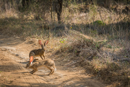รูปภาพ"Indian Hare" – เลือกดูภาพถ่ายสต็อก เวกเตอร์ และวิดีโอ146 | Adobe ...