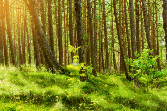 Understory Images – Browse 56,653 Stock Photos, Vectors, and Video ...