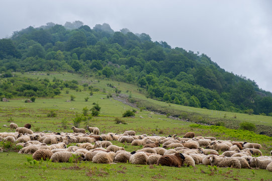 รูปภาพBaa-Lamb – เลือกดูภาพถ่ายสต็อก เวกเตอร์ และวิดีโอ387 | Adobe Stock
