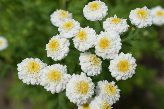 「Maruna」の写真素材 | 45件の無料イラスト画像 | Adobe Stock