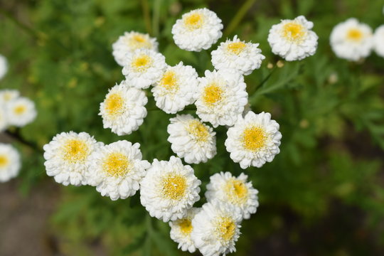 「Maruna」の写真素材 | 35件の無料イラスト画像 | Adobe Stock