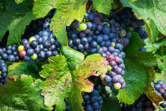 รูปภาพ"Winzer – เลือกดูภาพถ่ายสต็อก เวกเตอร์ และวิดีโอ18,311 | Adobe Stock