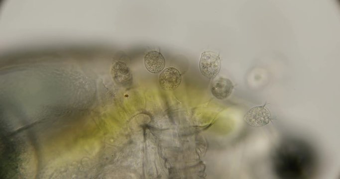 "Multicellular Organisms" Images – Browse 236 Stock Photos, Vectors ...