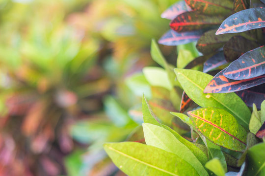 Imagens de Graptophyllum – Explore Fotografias do Stock, Vetores e ...