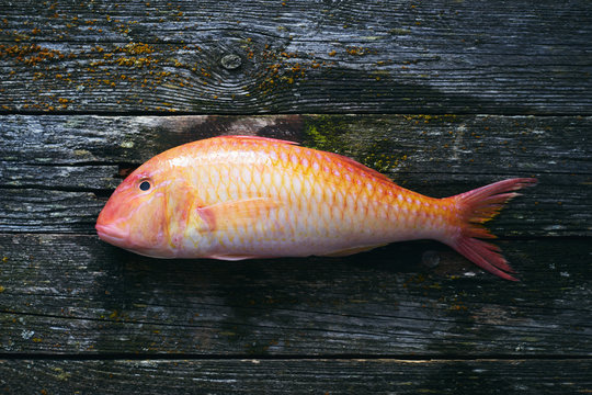 Rotbarbe Bilder – Durchsuchen 5,066 Archivfotos, Vektorgrafiken und ...