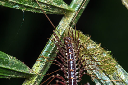 Multi-Legs Images – Browse 18 Stock Photos, Vectors, and Video | Adobe ...